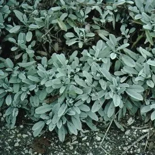FPS-601/FP601: Veronica spp. Wooly Speedwell, Speedwell