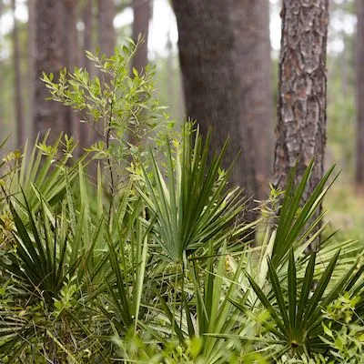 Ask IFAS: Christopher Robert Latt