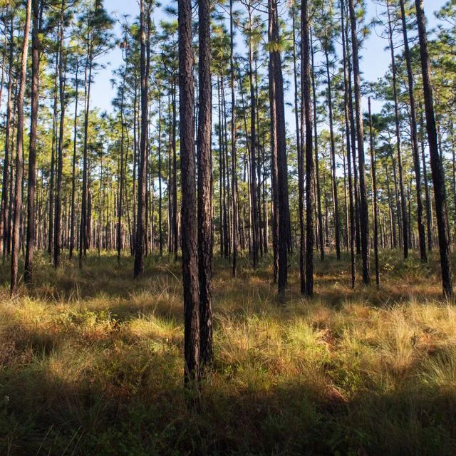 Ask IFAS: Christopher Robert Latt