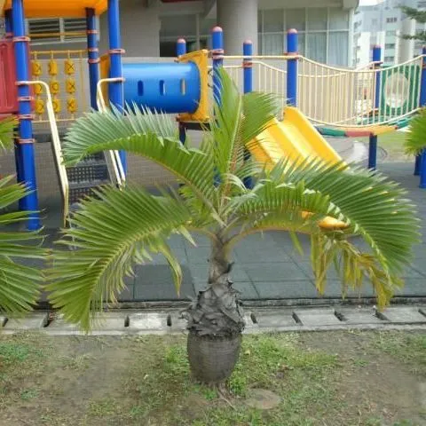 Ask IFAS: Topic - Palm Varieties