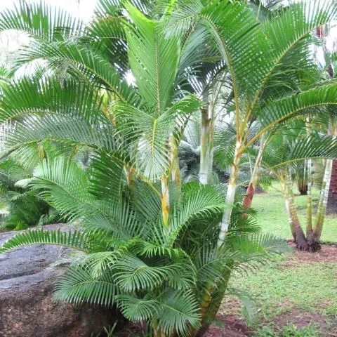 Ask IFAS: Topic - Palm Varieties