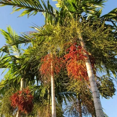 Ask IFAS: Topic - Palm Varieties