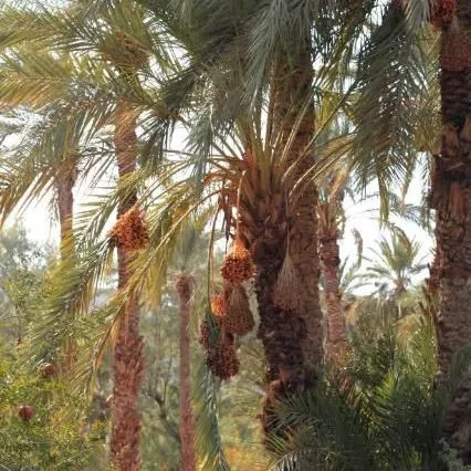 Ask IFAS: Topic - Palm Varieties