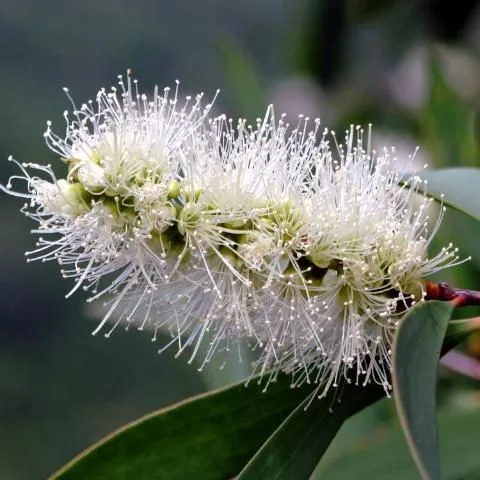 Ask IFAS: Topic - Melaleuca Management