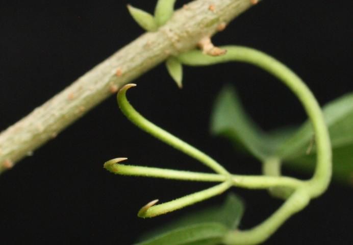 FOR323/FR391: Cat's-Claw Vine, Dolichandra unguis-cati—A Showy but ...