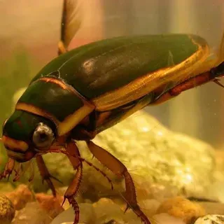 FOR330/FR398: Predaceous Diving Beetles as Pets and the Self-Cleaning ...