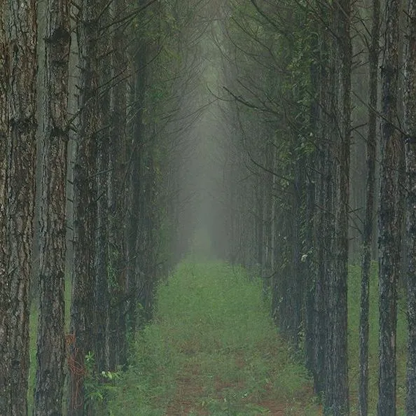 Ask IFAS: Topic - Carbon markets