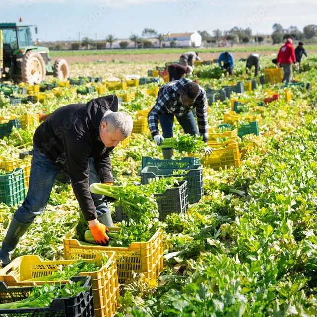 Ask IFAS: Food Safety on the Farm series