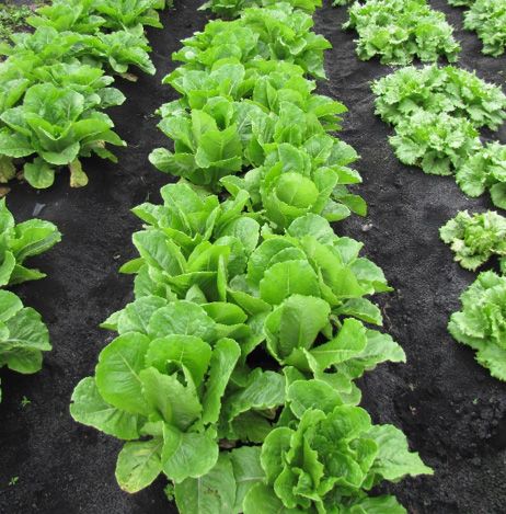HS1225/HS1225: Evaluation of Lettuce Cultivars for Production on Muck ...