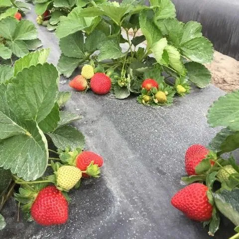 Ask IFAS: Vance M. Whitaker