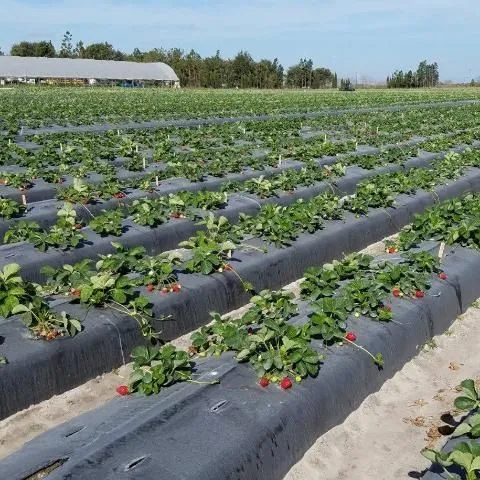 Ask IFAS: Topic - Plant Breeding