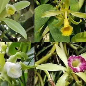 Ask IFAS: Topic - Vanilla