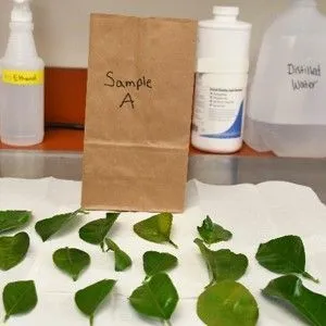 HS1355/HS1355: Citrus Leaf Sampling Procedures for Nutrient Analysis