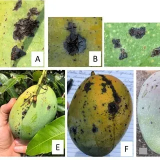HS1369/HS1369: Bacterial Black Spot (BBS) of Mango in Florida
