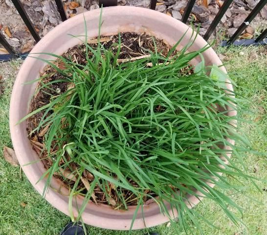 HS1388/HS1388: Leek Cultivation Guide for Florida