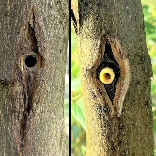 Ask IFAS: Topic - Citrus Pest Management