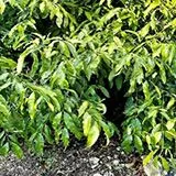 Ask IFAS: Topic - New Crops