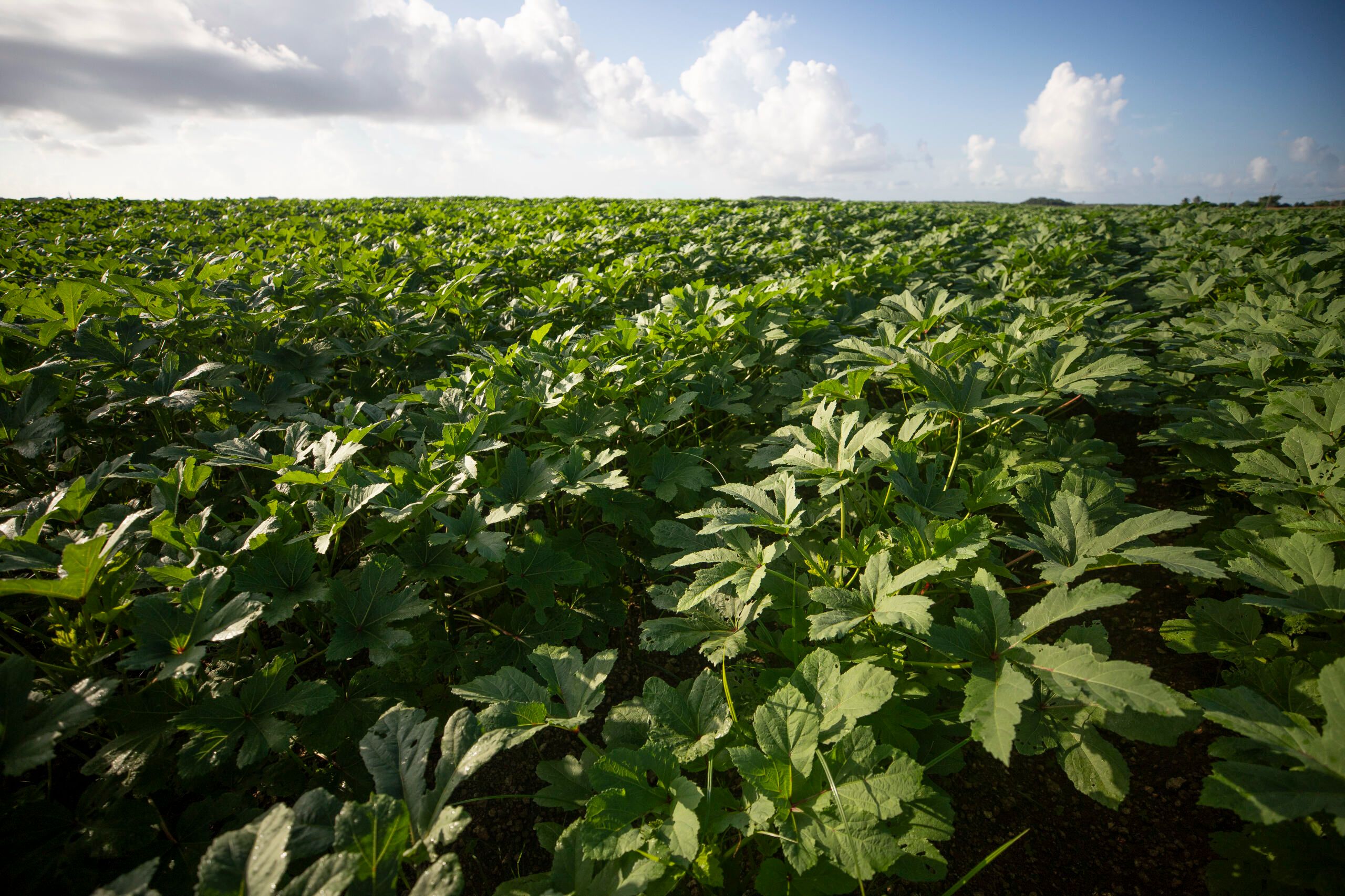 HS1512/HS1512: Okra: Nutritional Value and Production Practices in ...