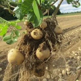 HS933/HS183: Growing Potatoes in the Florida Home Garden