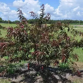 HS1110/HS366: Rootstocks for Florida Stone Fruit