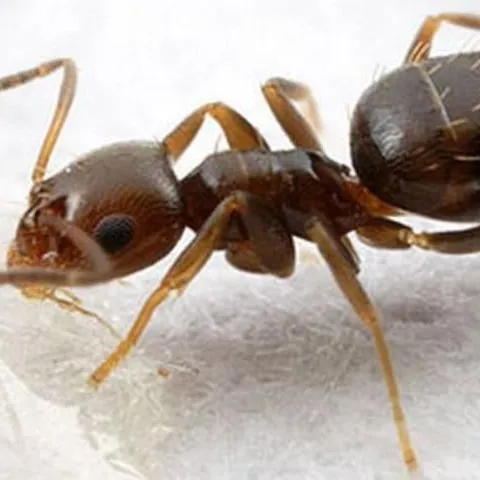 Ask IFAS: Unit - Entomology and Nematology