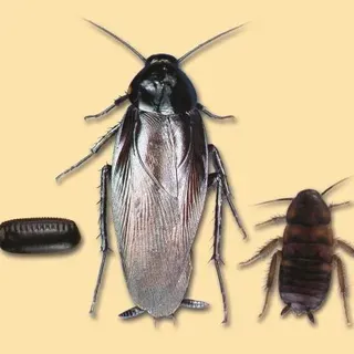 ENY-214/IG082: Cockroaches and Their Management