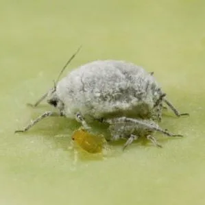 Ask IFAS: Topic - Aphids