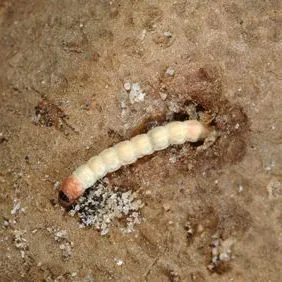 EENY587/IN1031: Potato Tuberworm Phthorimaea operculella (Zeller ...