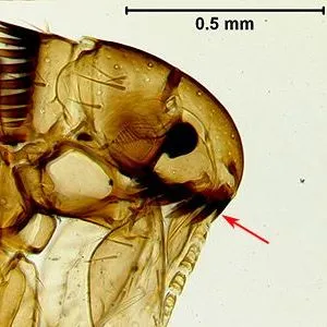 Ask IFAS: Topic - Fleas