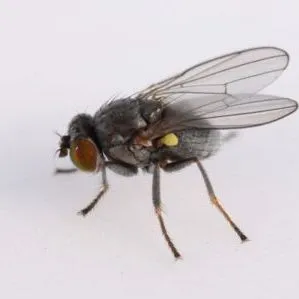 Ask IFAS: Topic - Diptera (true flies)