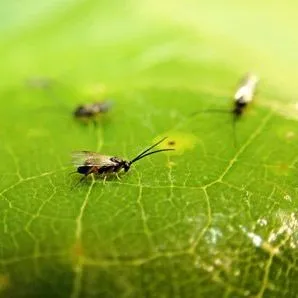 Ask IFAS: Topic - Braconidae (parasitic wasp)