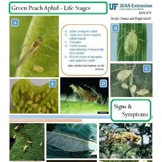 ENY-875/IN1054: Pest Identification Guide: Green Peach Aphid, Myzus ...