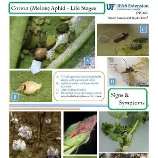 ENY-876/IN1055: Pest Identification Guide: Cotton (Melon) Aphid, Aphis ...