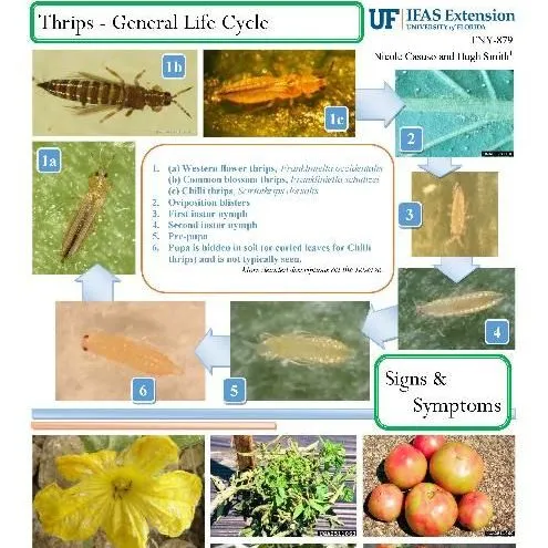 Ask IFAS: Pest Identification Guides series