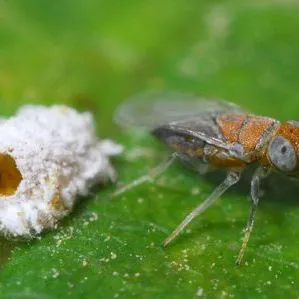 Ask IFAS: Topic - Encyrtidae