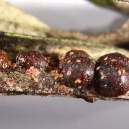 Ask IFAS: Topic - Citrus Scale Pests