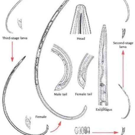 Ask IFAS: Topic - Nematoda