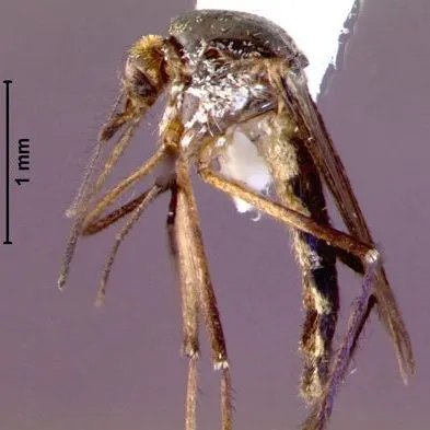 Ask IFAS: Topic - Mosquitoes