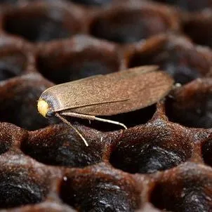 EENY637/IN1108: Lesser Wax Moth Achroia grisella Fabricius (Insecta ...