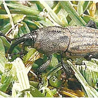 EENY-653/IN1133: Bluegrass Billbug Sphenophorus parvulus Gyllenhal ...