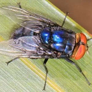 Ask IFAS: Topic - Calliphoridae