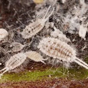 Ask IFAS: Topic - Pseudococcidae (mealybugs)