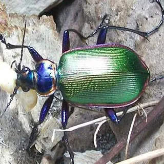 EENY678/IN1173: Fiery Searcher, Caterpillar Hunter Calosoma scrutator ...