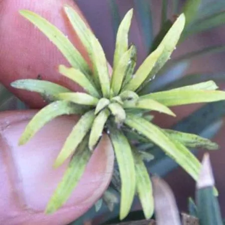 Ask IFAS: Topic - Aphids