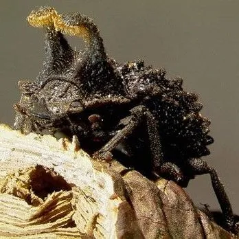 Tenebrionidae Darkling Beetles