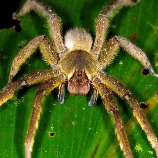 EENY701/IN1207: Armed Spiders Phoneutria Perty (Arachnida: Araneae ...