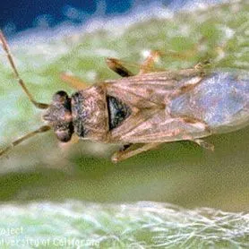 Ask IFAS: Topic - Lygaeidae (ground bugs)