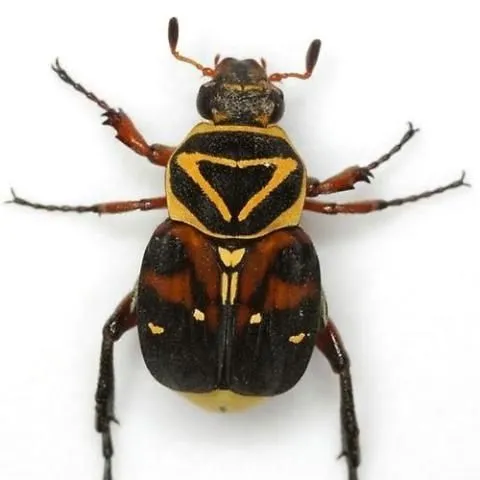 Scarab Beetles Scarabaeidae