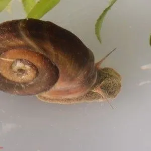 EENY-724/IN1234: Marsh Rams-Horn, Marsh Ramshorn Helisoma (Planorbella ...