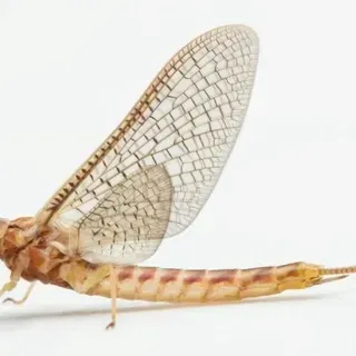 EENY-726/IN1244: Giant Burrowing Mayfly (suggested common name ...